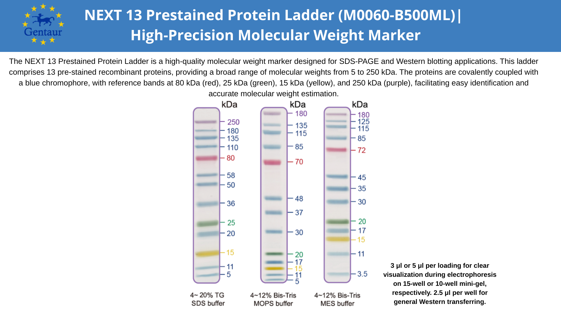 NEXT 13 Prestained Protein Ladder | Generunner